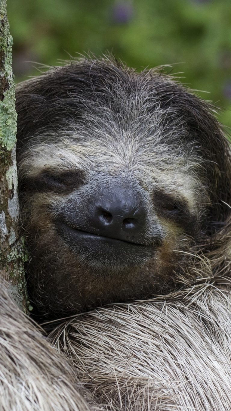 Three-toed sloth in Costa Rica | Windows Spotlight Images