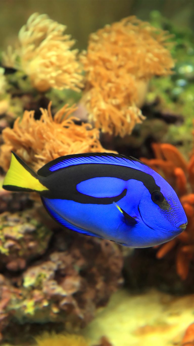 Blue fish in saltwater aquarium close up shot | Windows Spotlight Images