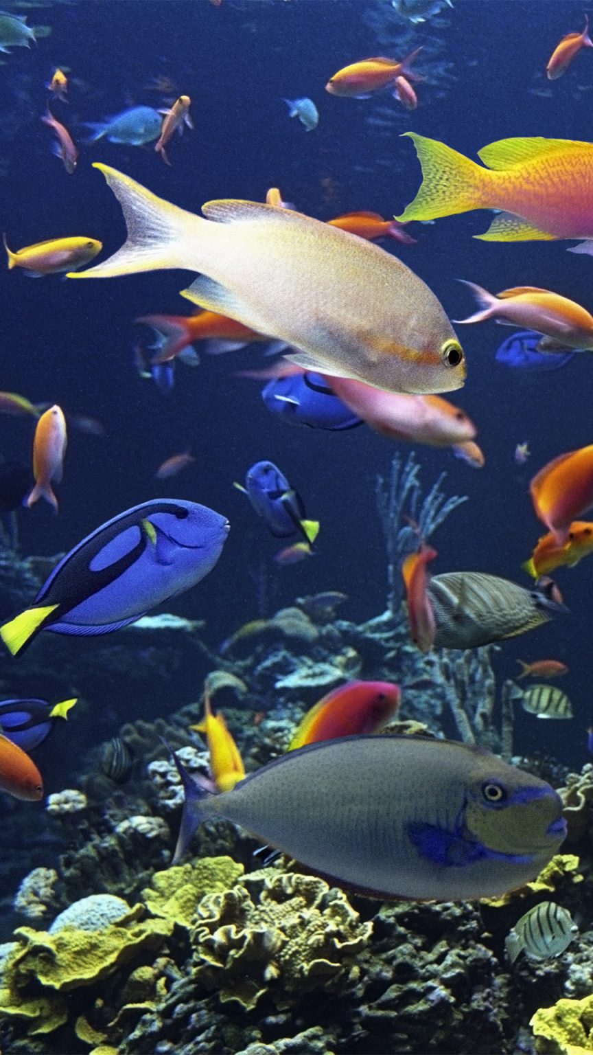Tropical fish in giant aquarium close-up, Miami, Florida, USA | Windows ...