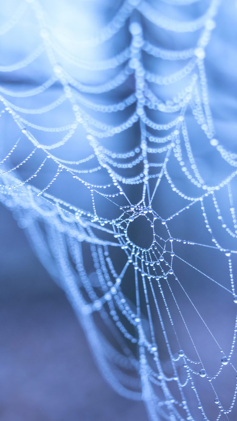 Spider web with water droplets on a blue background | Windows Spotlight ...