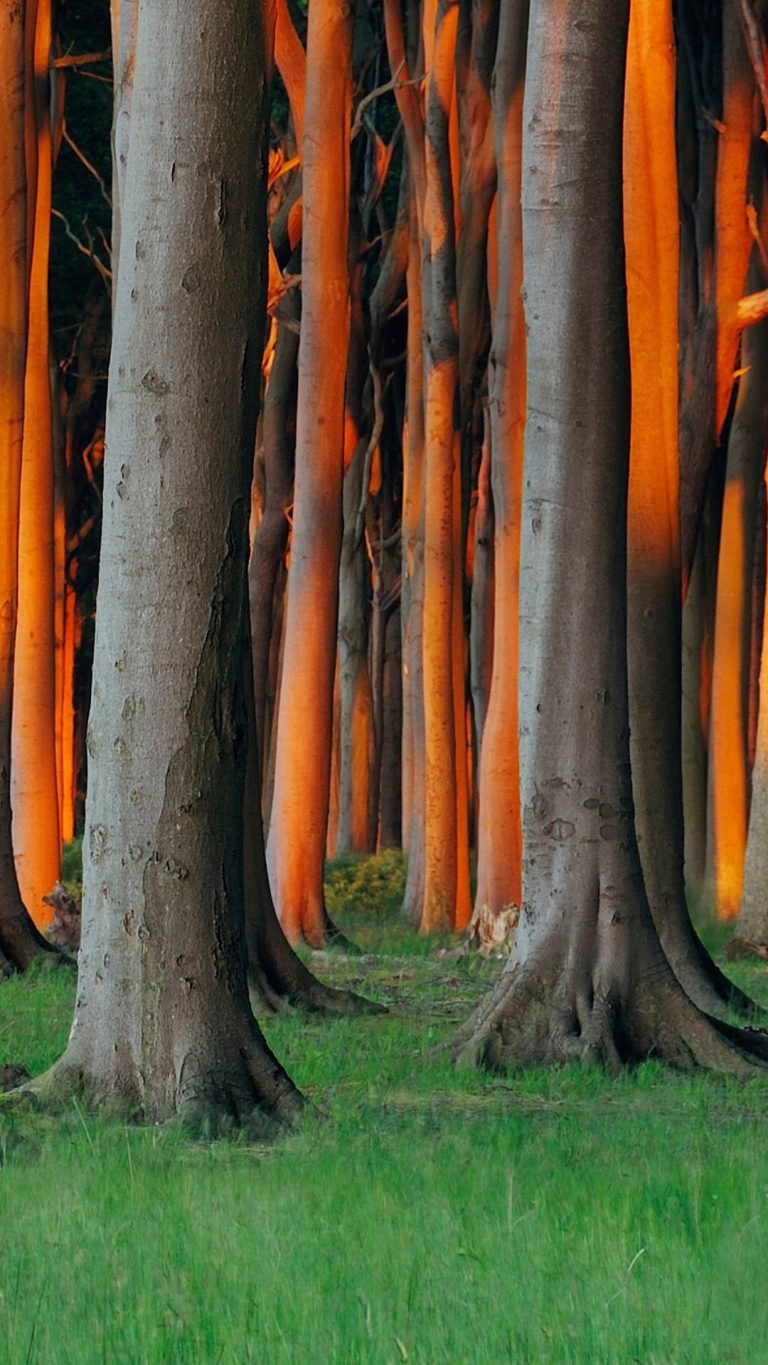 Ghost wood at Nienhagen, Mecklenburg-Vorpommern, Germany | Windows ...