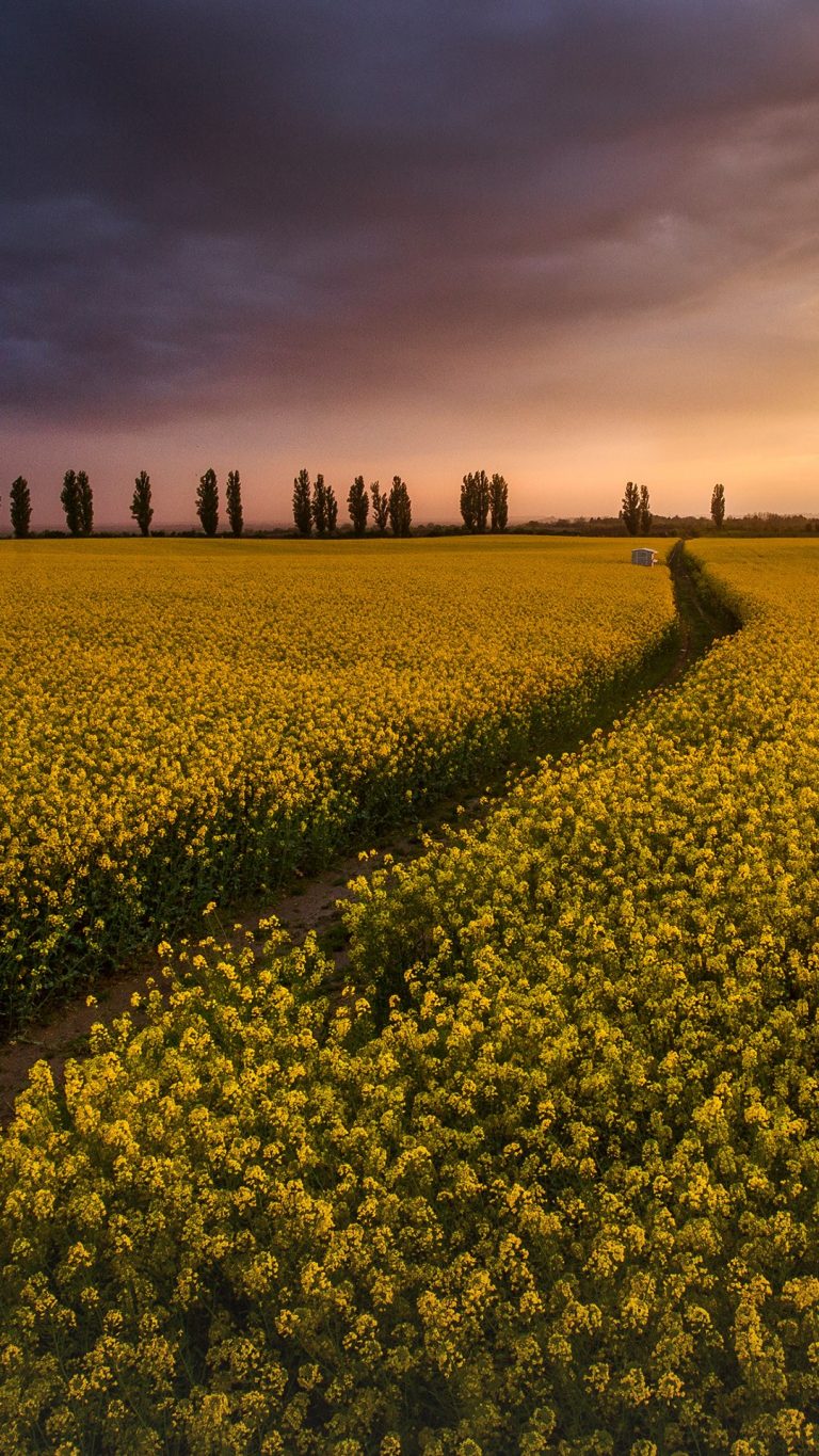 Colza field at sunset, Tuscany, Italy | Windows Spotlight Images