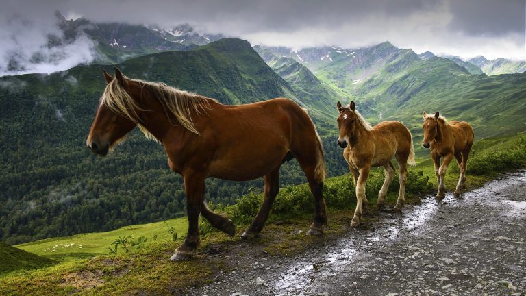 Wild mare and foals walking in a row on mountain road, Pyrenees, France ...