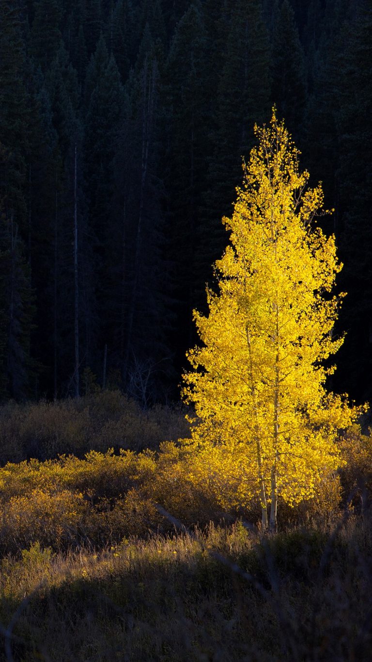 Glowing yellow autumn tree, Kebler Pass, Colorado, USA | Windows ...