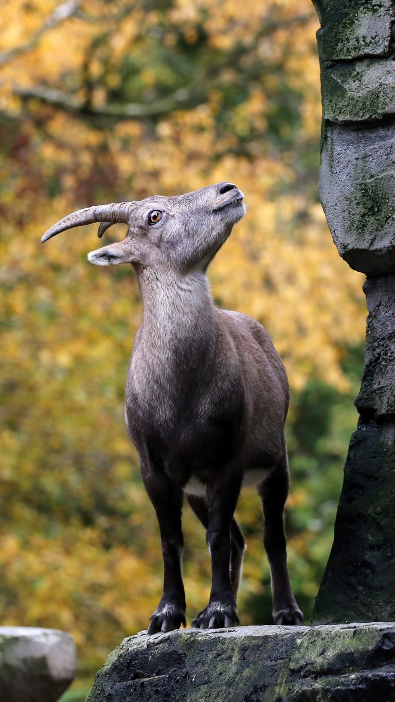 Alpine Ibex with an autumn colored background, France | Windows ...
