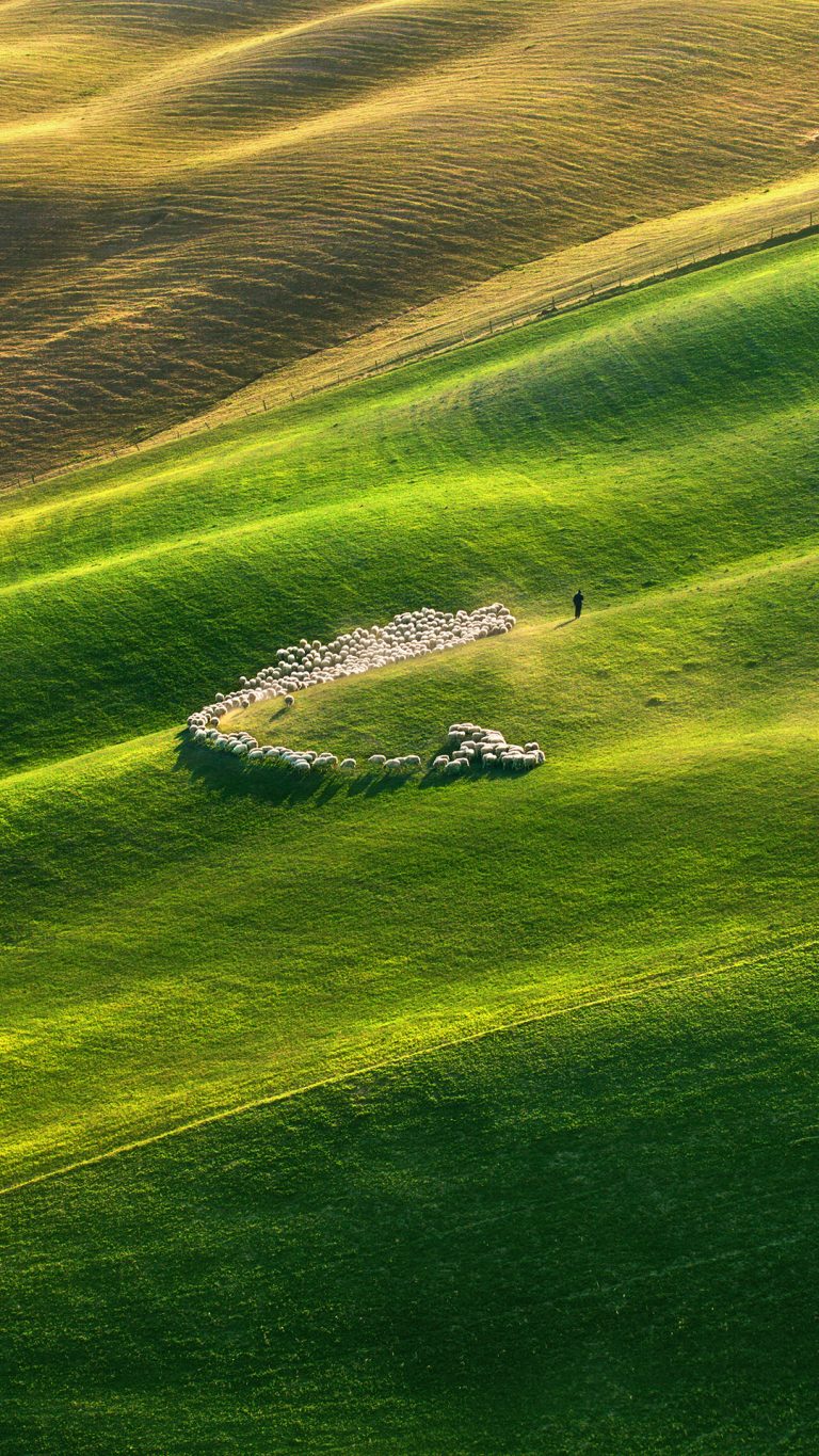 Flock of sheep grazing in green field, Tuscany, Italy | Windows ...