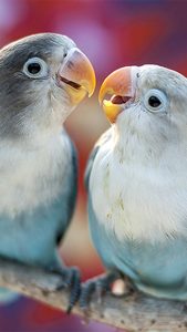 Love birds with colorful background | Windows Spotlight Images