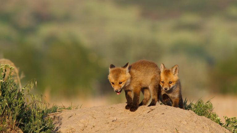 Kit red foxes playing out side of the den, Utah, USA | Windows ...