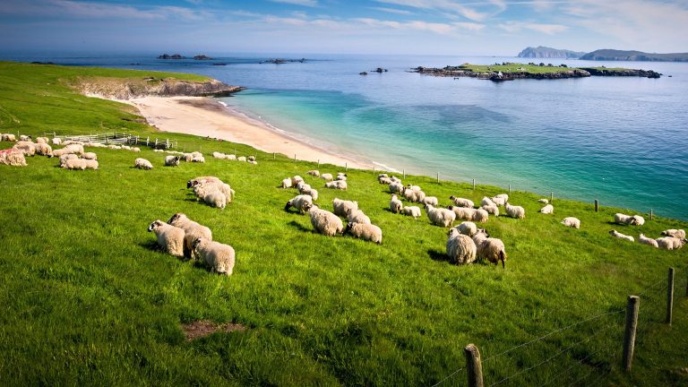 Sheep grazing on hillside, Blasket islands, County Kerry, Ireland ...