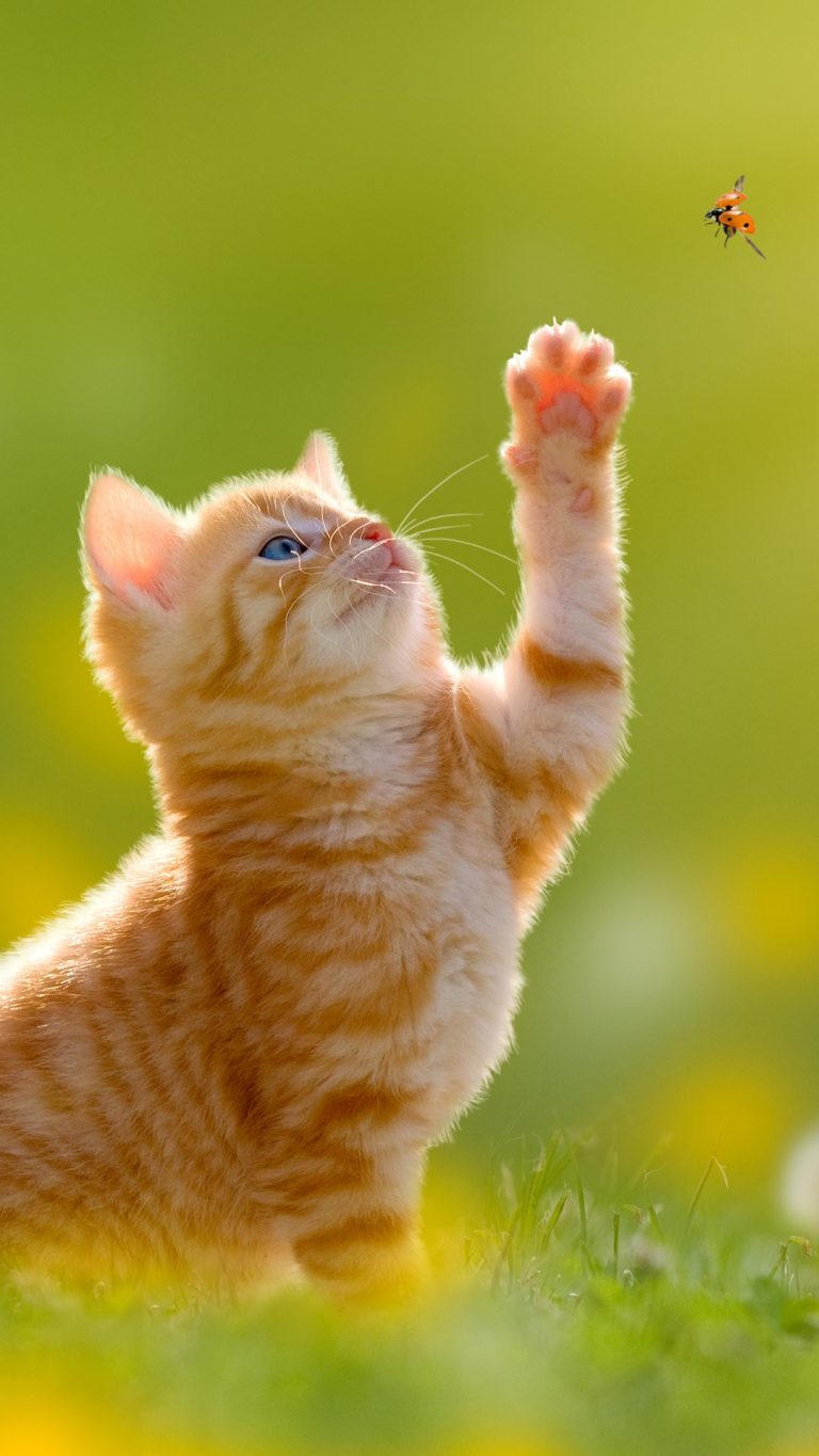 Kitten hunting a ladybug with back light | Windows Spotlight Images