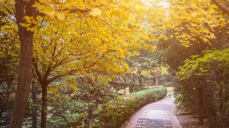 Autumn park, Vienna, Austria | Windows Spotlight Images