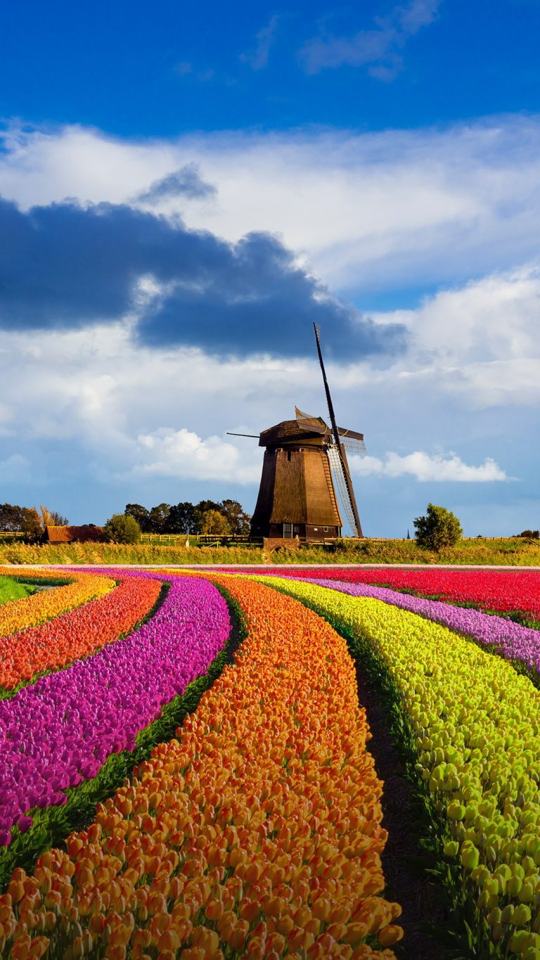 Colorful curved tulip fields in front of a traditional Dutch windmill ...