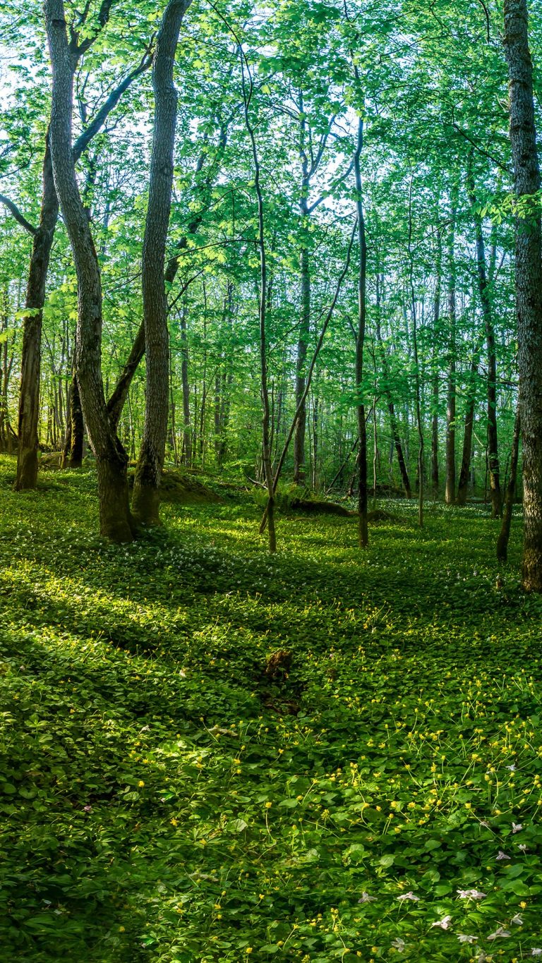 Spring early morning in the Gullkrona forest, Tønsberg, Norway ...
