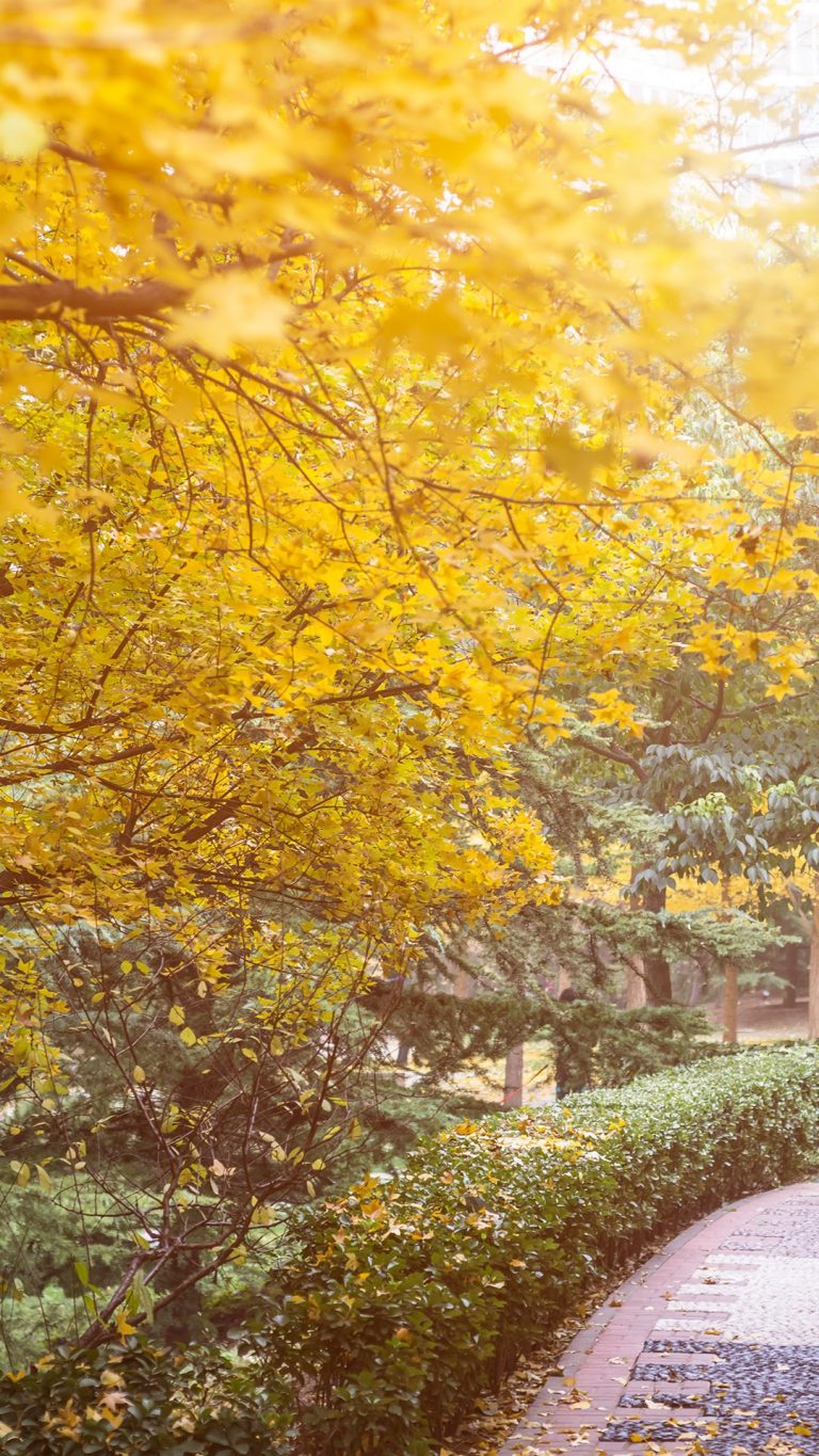Autumn park, Vienna, Austria | Windows Spotlight Images