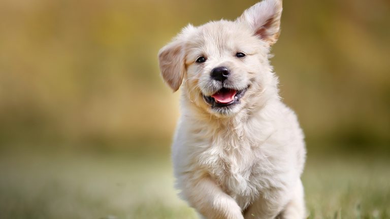 Playful golden retriever puppy outdoors on a sunny day | Windows ...