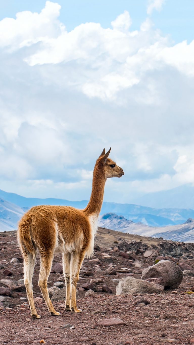 Vicuna (vicugna) in the high alpine areas of the Andes, Ecuador ...