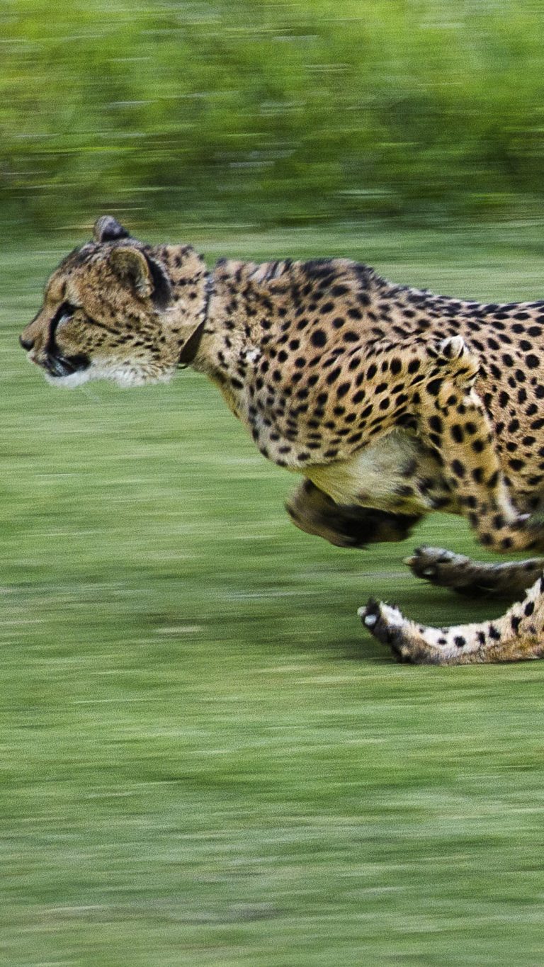 Cheetah run, San Diego Zoo Safari Park, California, USA | Windows ...