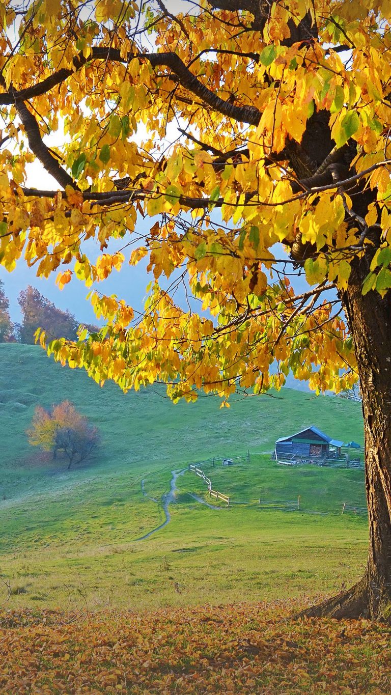 Beautiful landscape with magic autumn trees and fallen leaves in the ...