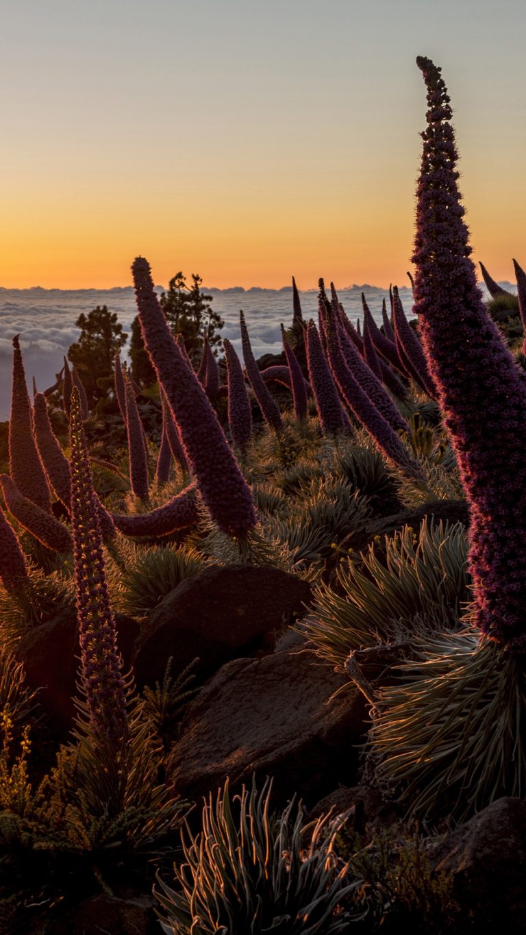 Red bugloss (Echium wildpretii) a giant flower endemic to the island of ...