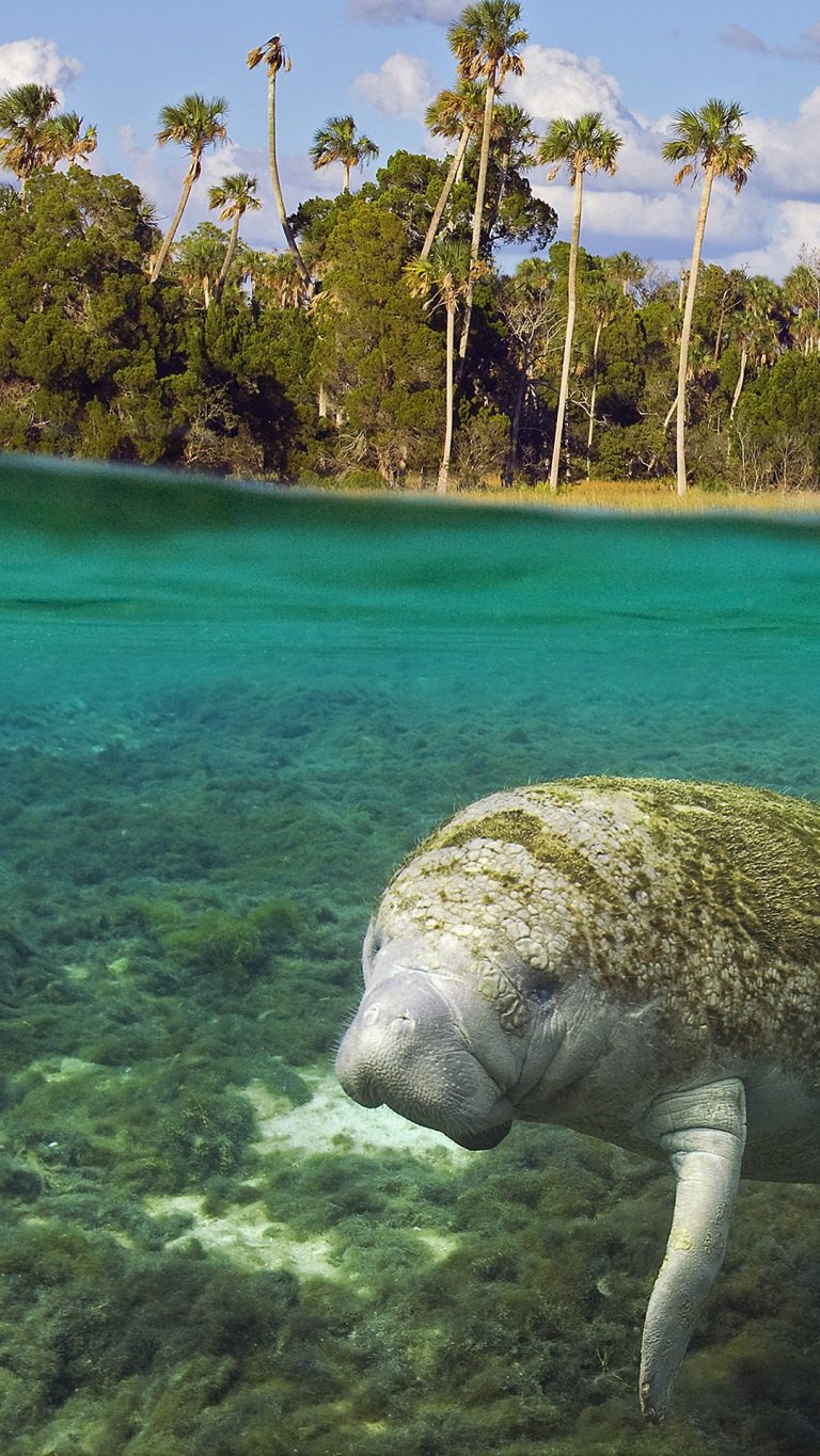Subadult Florida manatee (Trichechus manatus latirostris), Crystal River, Florida, USA | Windows ...