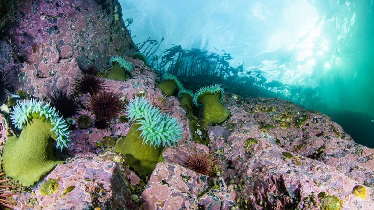 Swans in the sea and beautiful sunset, Varna, Bulgaria | Windows ...