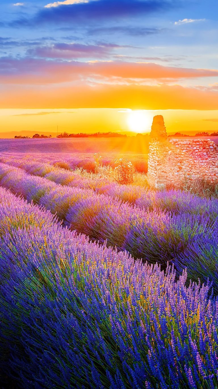 Setting sun over lavender filed in Valensole, Provence, France ...