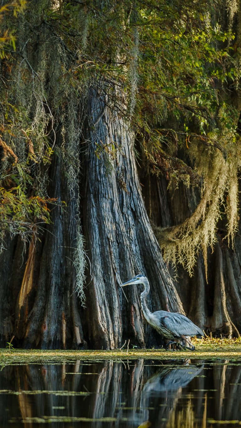 Great blue heron in swamp, Caddo Lake, Texas, USA | Windows Spotlight ...