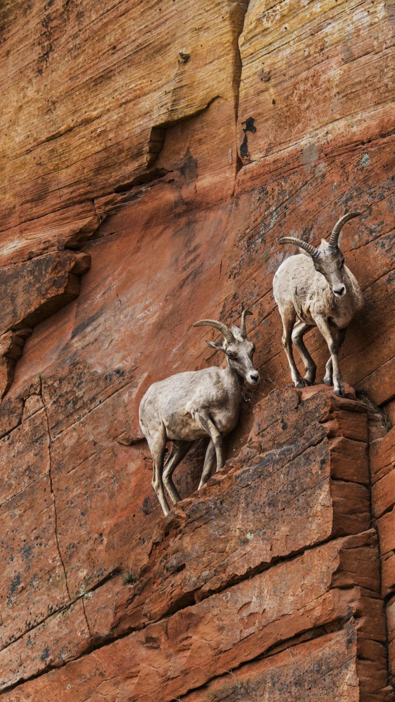 Goats standing on rock formation in Zion National Park, Utah, USA ...