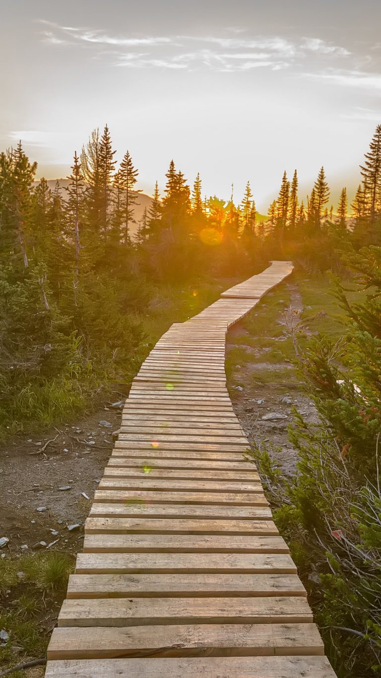 Wooden pathway in green mountain forest | Windows Spotlight Images