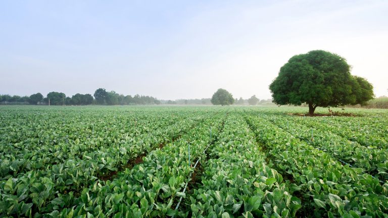 Kale farm, Kanchanaburi, Thailand | Windows Spotlight Images