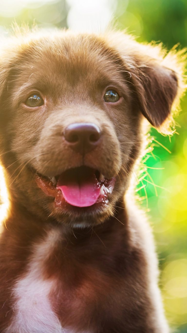 Brown cute smile Labrador Retriever puppy with spring foliage bokeh and ...