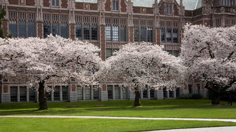 Cherry blossoms in spring on a college campus, University of Washington ...