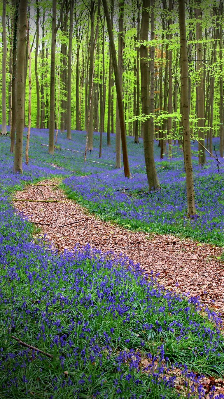 Hyacinthoides in forest of Halle, Flemish Brabant, Belgium | Windows ...