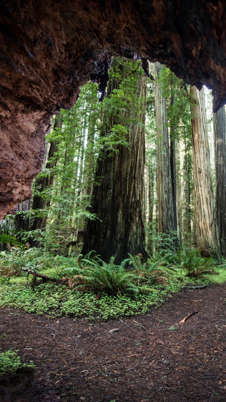 Redwood trees view from cave at Jedediah Smith Redwoods State Park ...