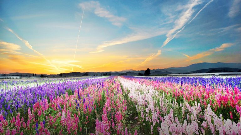 Dawn on the Blue Ridge Parkway in peak autumn colours, North Carolina ...