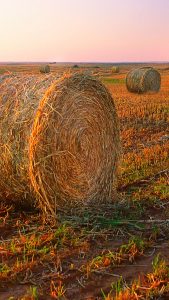 Bales of hay in the Texas countryside during sunset, USA | Windows ...