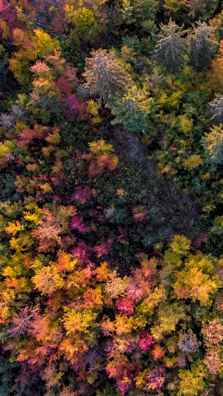 Aerial view of a forest in autumn, Gingins, Vaud Canton, Switzerland | Windows Spotlight Images