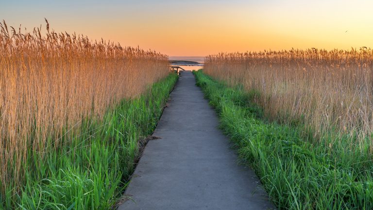 Path through reed beds on an early morning at sunrise, Utvälinge ...