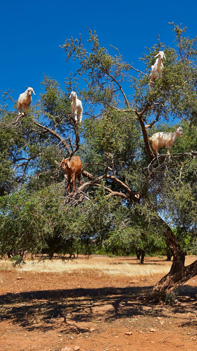 Goats eating on Argan nuts (Argania spinosa), near Essaouira, Marrakesh ...