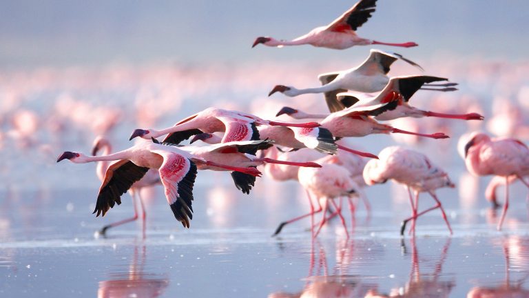 Lesser flamingo colony at Lake Nakuru National Park, Kenya | Windows ...