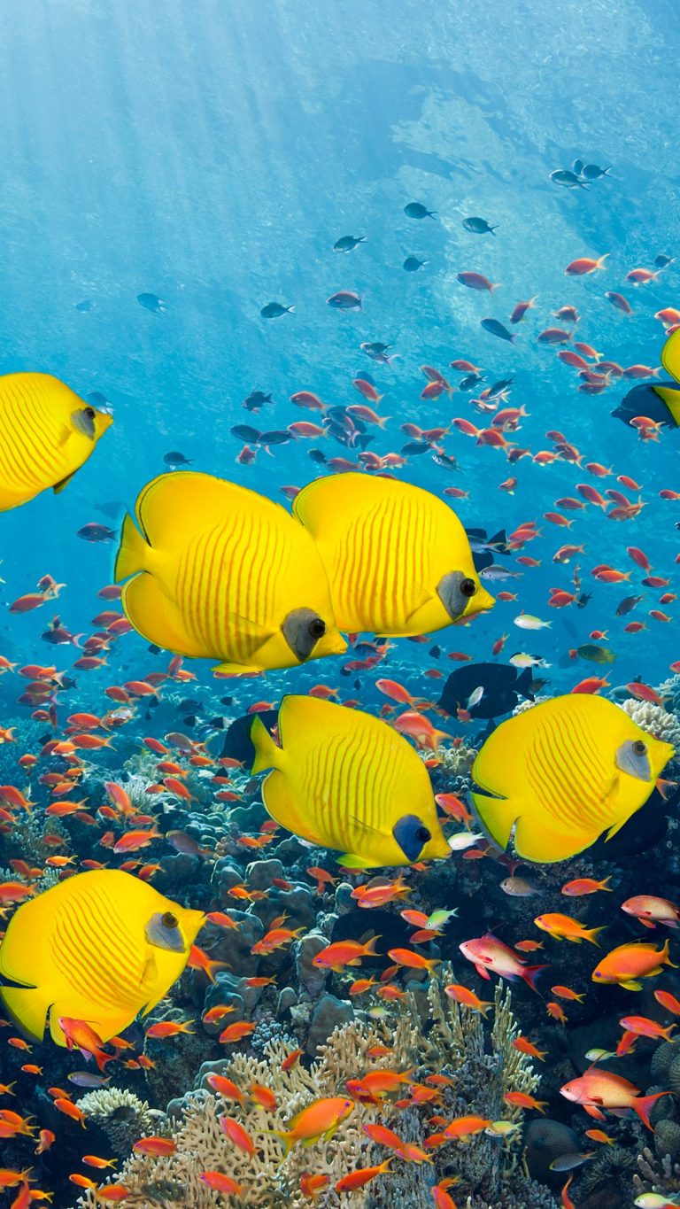 Golden butterflyfish (Chaetodon semilarvatus) swimming with Lyretail ...