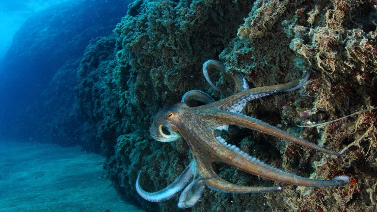 Octopus moving along the seabed, Cabo de Gata, Andalusia, Spain ...
