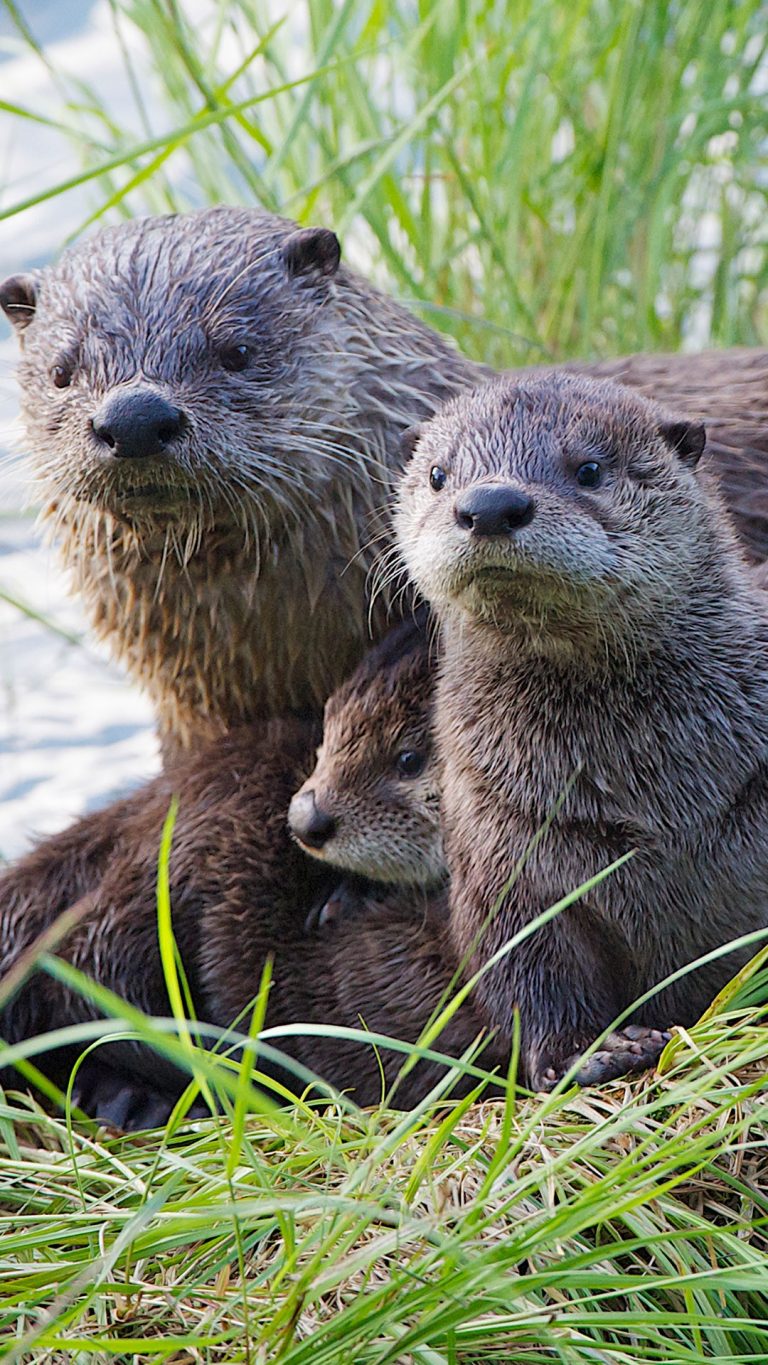 Something caught attention of otter family, Yellowstone National Park ...