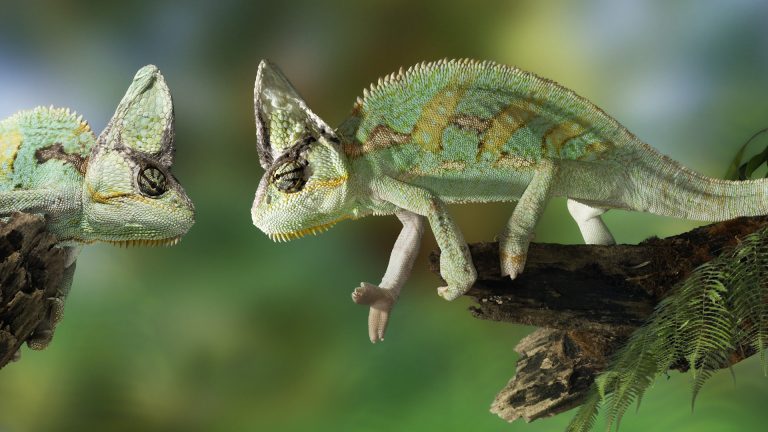 Two chameleons facing each other | Windows Spotlight Images