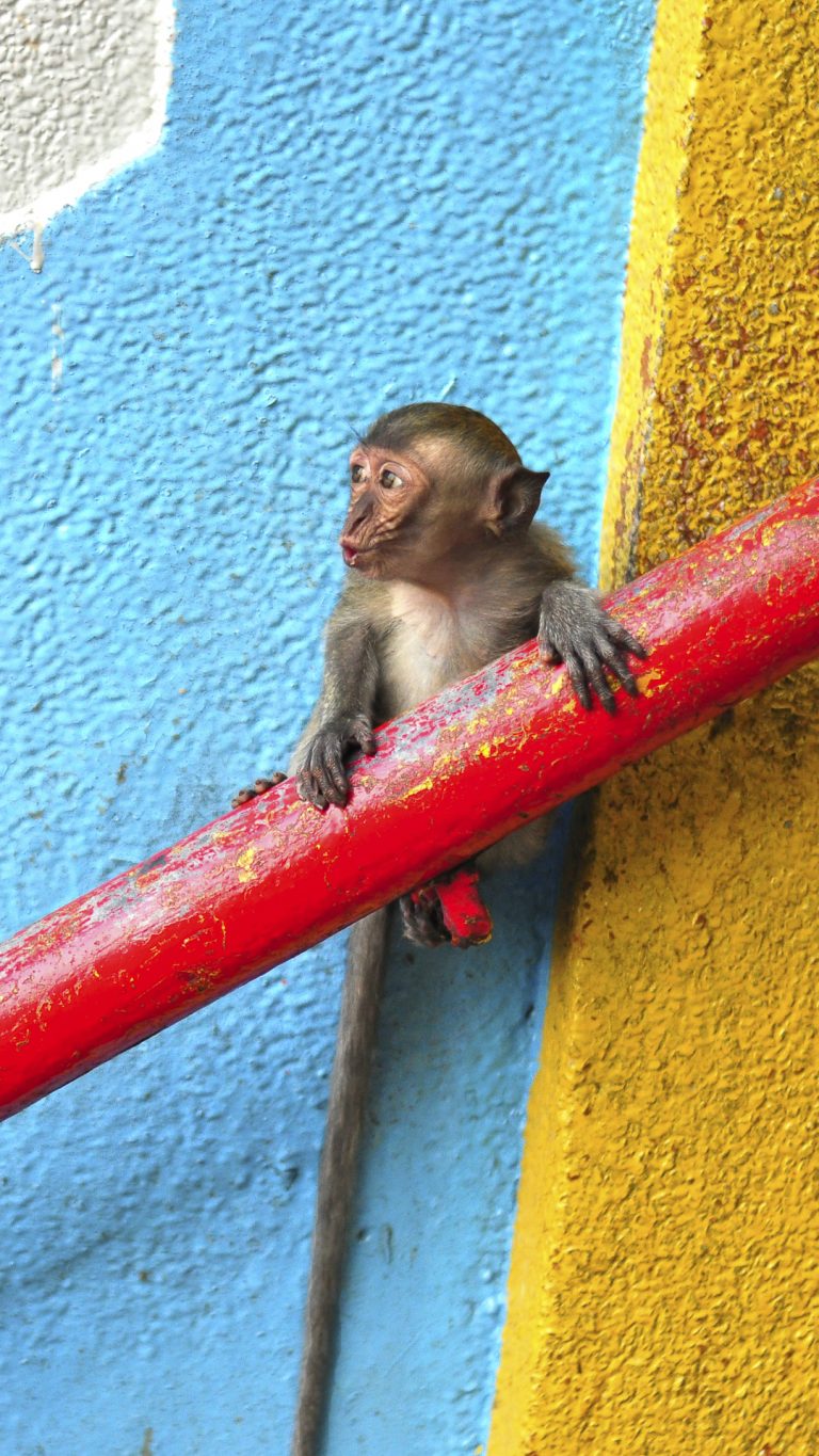 Young monkey looking away, Batu Caves, near Kuala Lumpur, Malaysia ...
