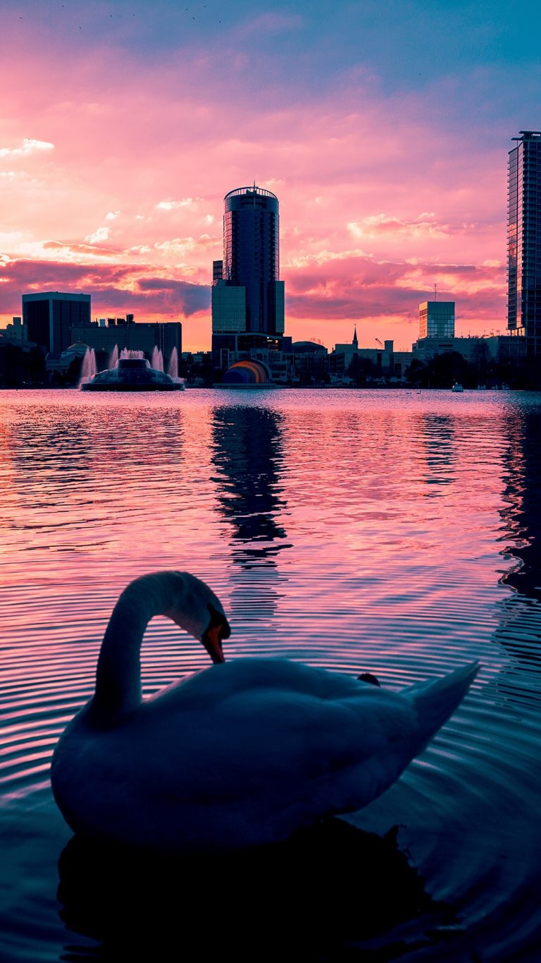Swan in the water of a dramatic sunset in Lake Eola, Orlando, Florida ...