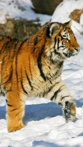 Young Sibirian Tiger (Panthera tigris altaica) in snow, Russia ...
