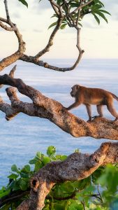 Monkey on the tree, Kelingking beach, Nusa Penida, Bali, Lesser Sunda ...