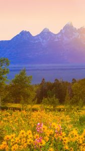 Spring meadow of wildflowers in Grand Teton National Park, Jackson Hole ...