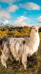 Llamas and alpacas standing in grasslands of the Cotopaxi National Park ...